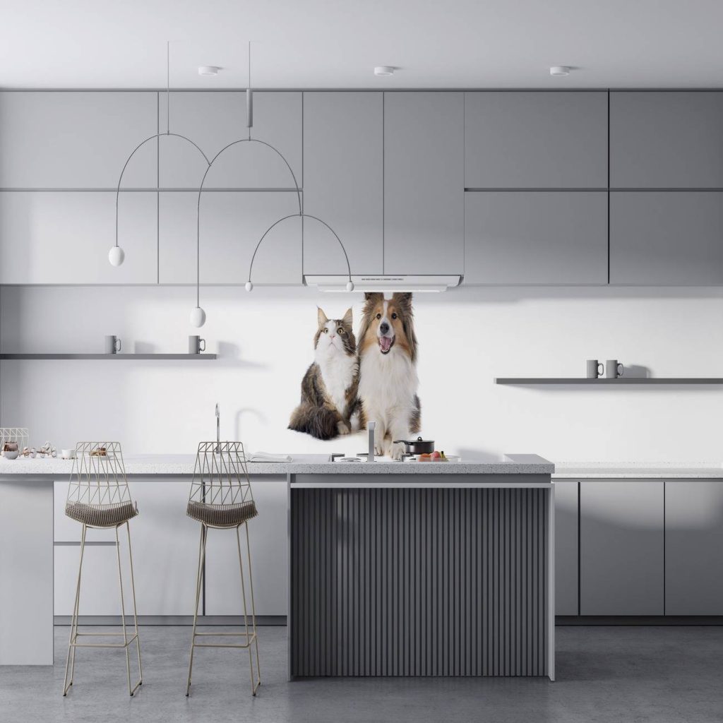 Crédence de cuisine “Duo Shetland Dog et Maine Coon” | Meilleur Plan ...