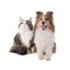 Crédence de cuisine “Duo Shetland Dog et Maine Coon” | Meilleur Plan ...